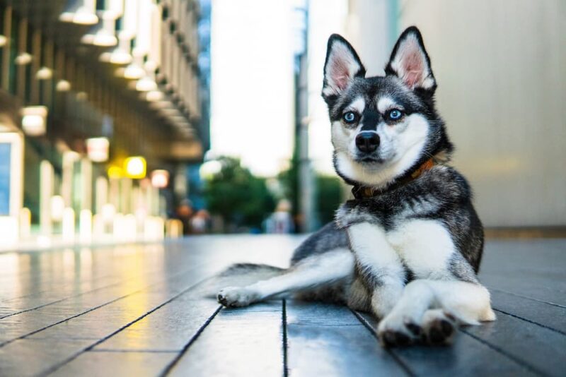 9 Dog Breeds With Pointy Ears | Great Pet Care