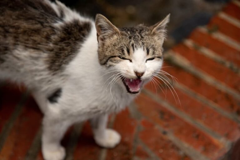 How to Tell If a Cat Is in Pain: 8 Signs | Great Pet Care