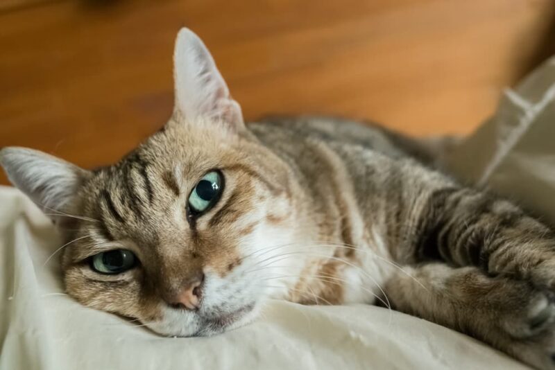 Senior Cat Care: 7 Tips and Tricks to Follow | Great Pet Care