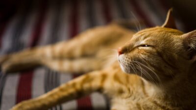 Abnormal Cat Poop Chart: Colors, Consistencies | Great Pet Care