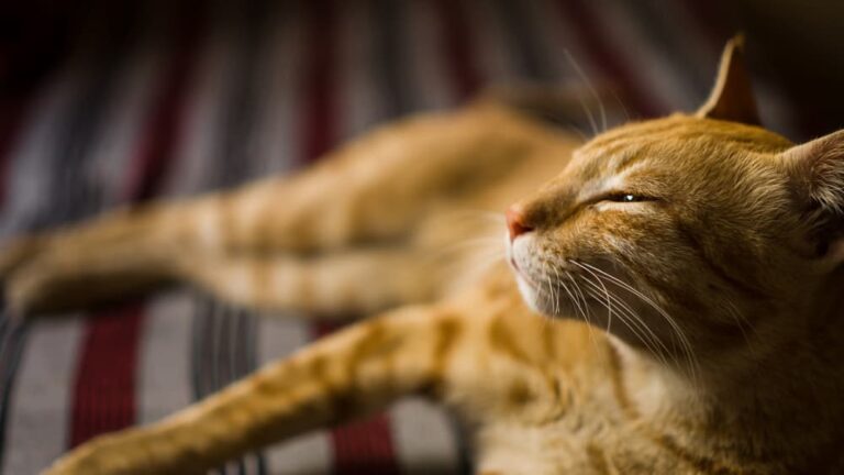 Abnormal Cat Poop Chart: Colors, Consistencies | Great Pet Care