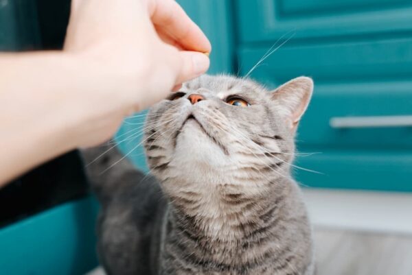 What Smells Do Cats Love? | Great Pet Care