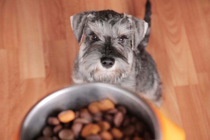 10 Great Sources of Fiber for Dogs | Great Pet Care
