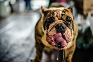 Excessive Drooling in Dogs: 7 Medical Causes | Great Pet Care
