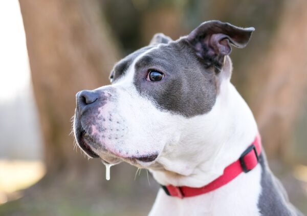 Excessive Drooling in Dogs: 7 Medical Causes | Great Pet Care