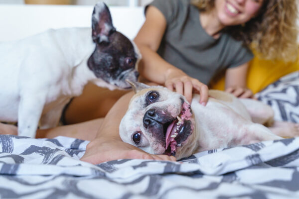 Excessive Drooling in Dogs: 7 Medical Causes | Great Pet Care
