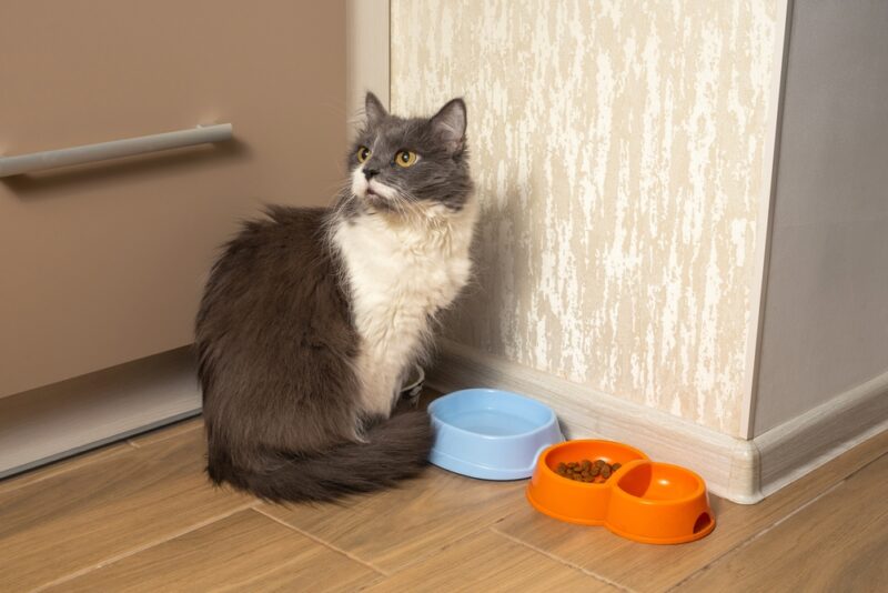 Senior Cat Nutrition: How to Feed Your Senior | Great Pet Care