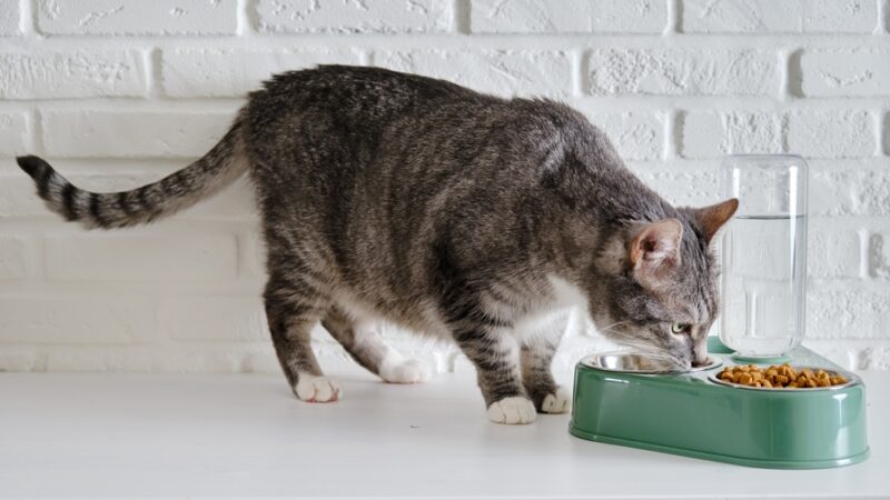 Why Is My Cat Throwing Up Food? | Great Pet Care