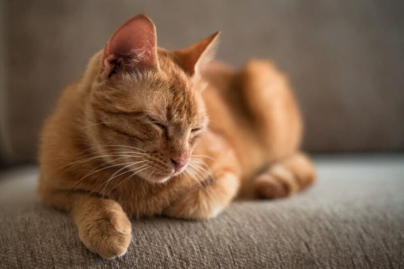 Jaundice in Cats | Great Pet Care