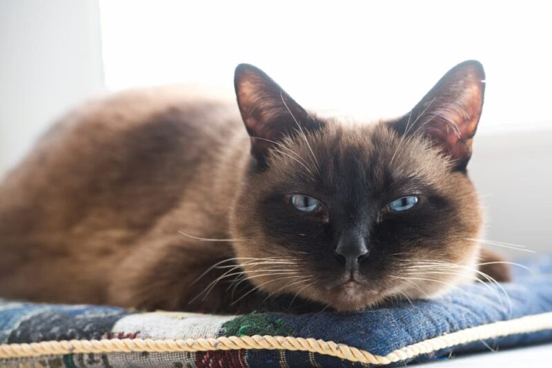 Adopting a Senior Cat: 9 Things to Know | Great Pet Care