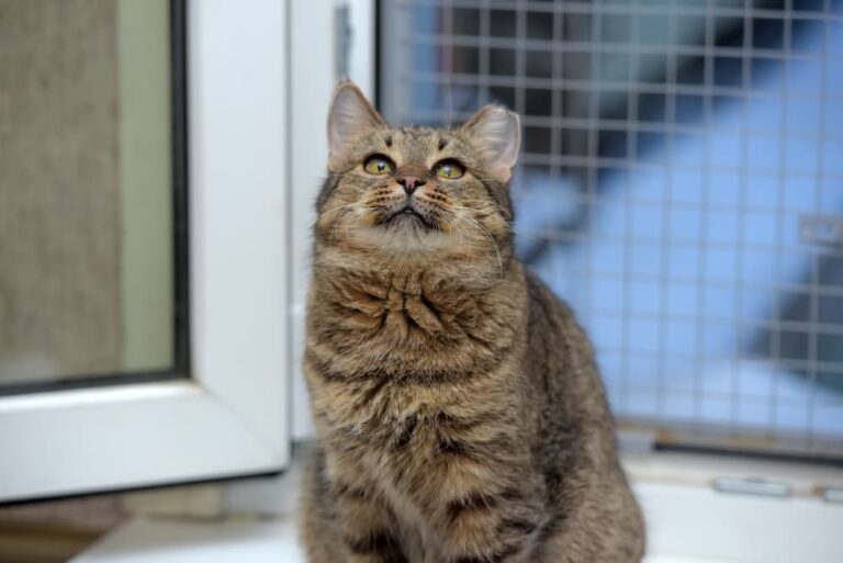 9 Things Your Senior Cat Wants to Tell You | Great Pet Care