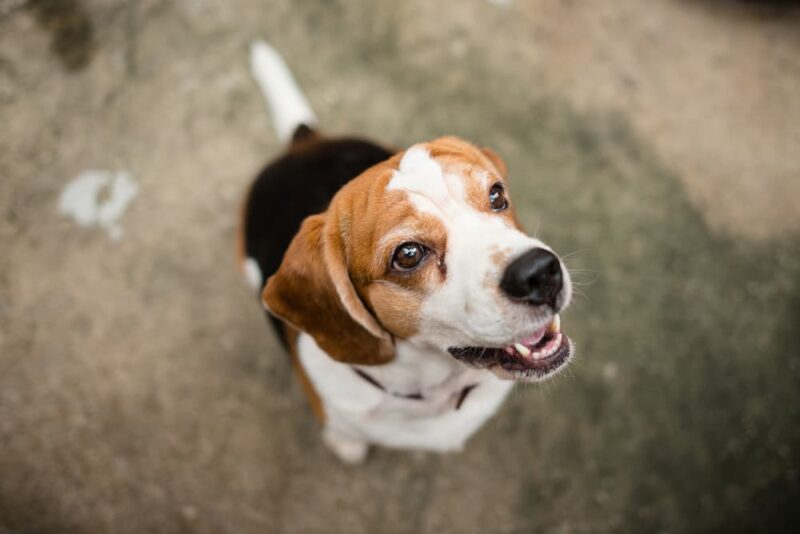 Dog Hip Pain: Signs and How to Help | Great Pet Care