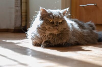 Adopting a Senior Cat: 9 Things to Know | Great Pet Care
