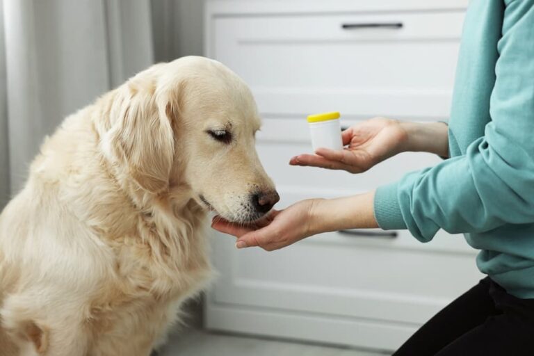Omeprazole for Dogs | Great Pet Care