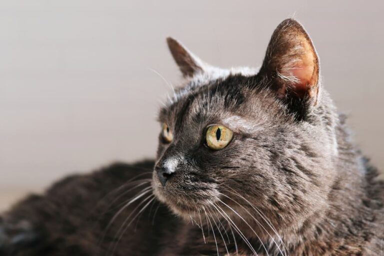 A Veterinarian’s Guide to Senior Cat Care | Great Pet Care