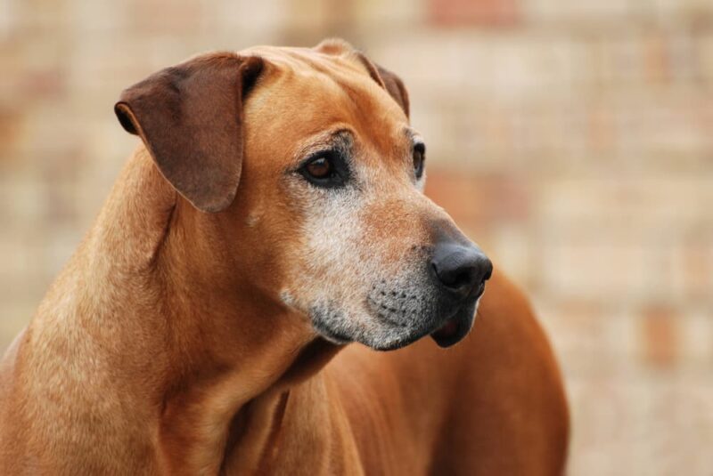 A Veterinarian's Guide to Senior Dog Care | Great Pet Care