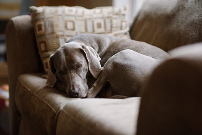 IBD in Dogs | Great Pet Care