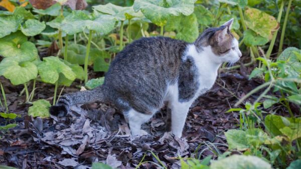 Black Cat Poop: What It Means | Great Pet Care