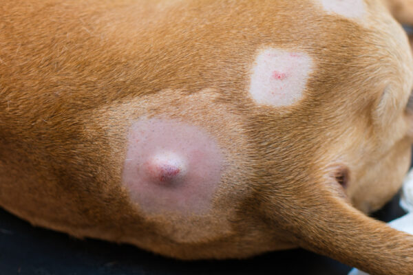 Types of Cysts on Dogs | Great Pet Care
