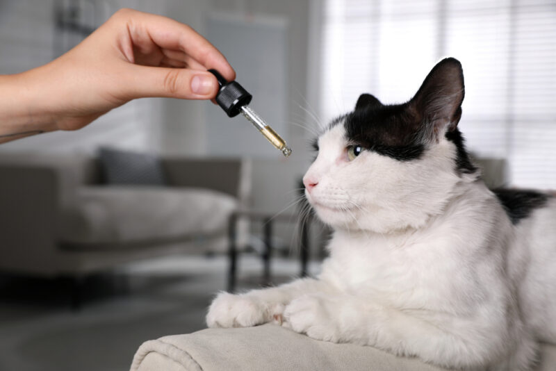 Appetite Stimulants for Cats: 5 Vet-Recommended Picks | Great Pet Care