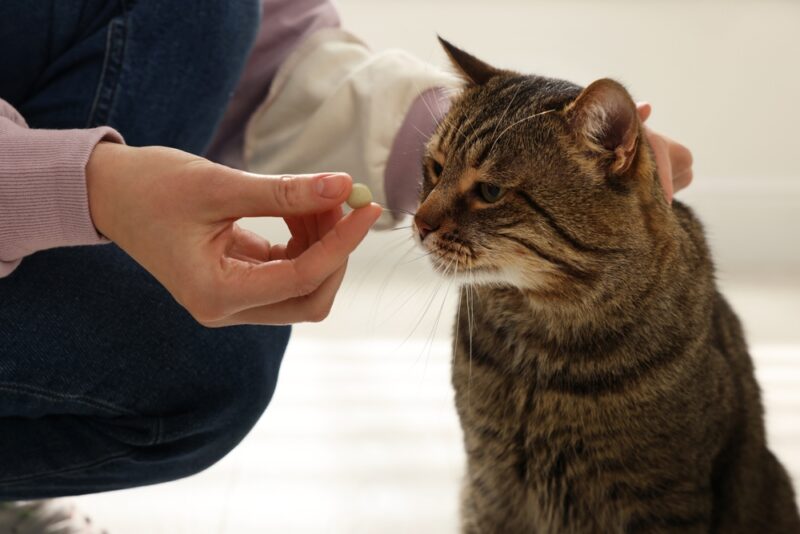 Appetite Stimulants for Cats: 5 Vet-Recommended Picks | Great Pet Care