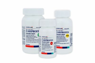 10 Best Arthritis Medications for Dogs | Great Pet Care