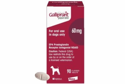 10 Best Arthritis Medications for Dogs | Great Pet Care