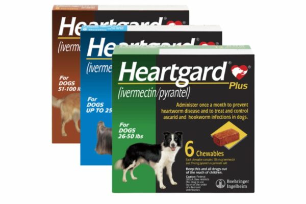 Is Heartgard Safe for Dogs? | Great Pet Care