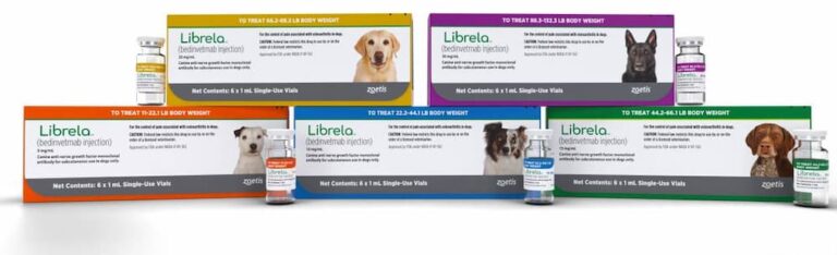 10 Best Arthritis Medications for Dogs | Great Pet Care