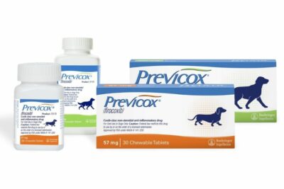 10 Best Arthritis Medications for Dogs | Great Pet Care