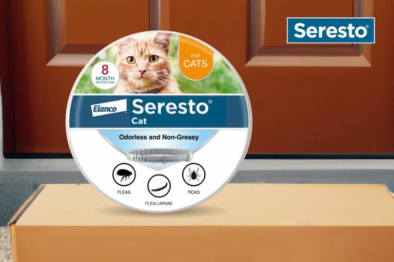 Flea Medicine for Cats: Vet-Recommended Pills, Topicals, and Collars ...