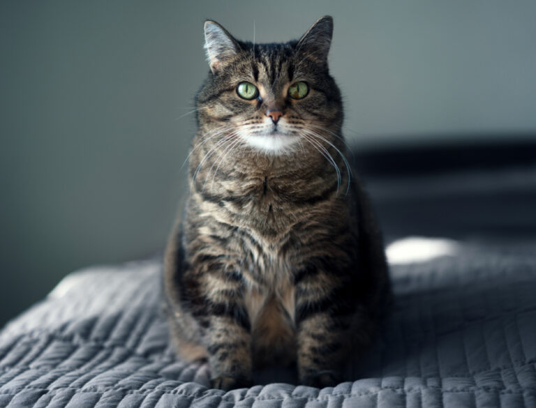 Cat Body Condition Score: How to Measure It | Great Pet Care