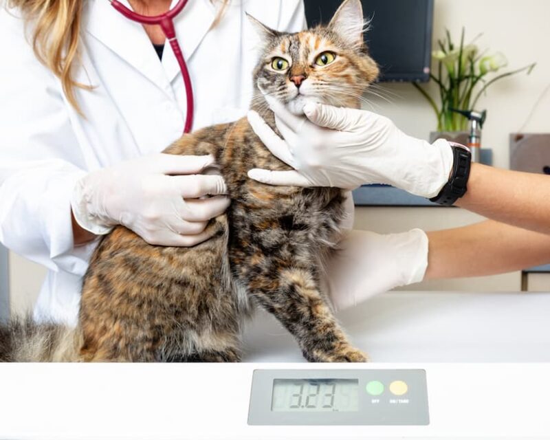 Cat Body Condition Score: How to Measure It | Great Pet Care