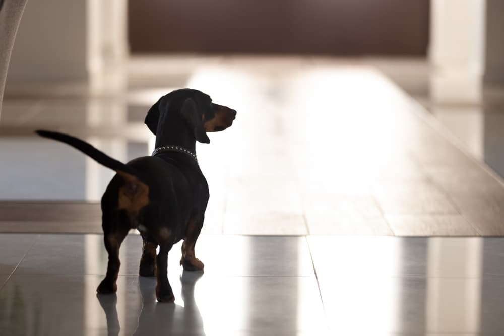 Dog Pacing: 5 Reasons They Do It | Great Pet Care
