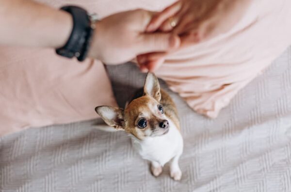 Dog Burping: What’s Normal and What’s Not | Great Pet Care