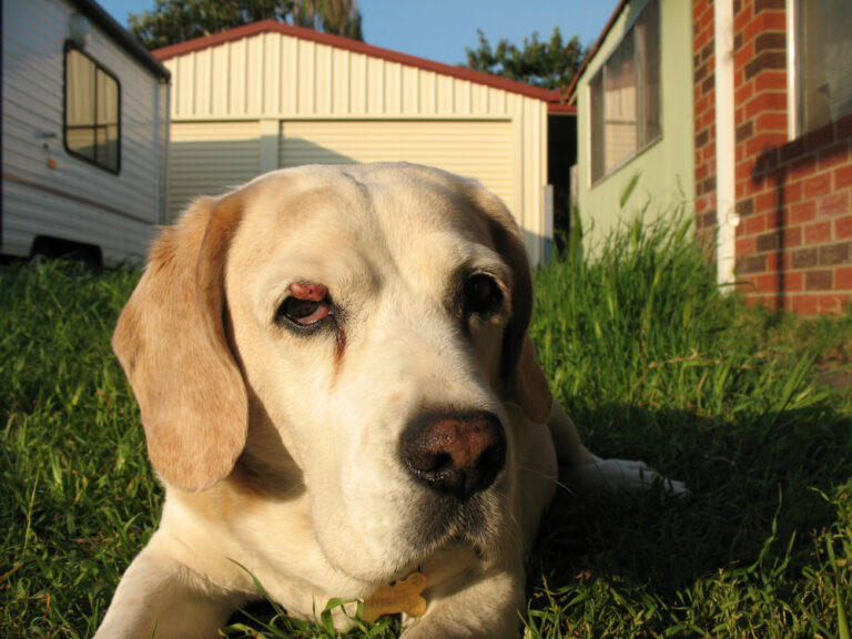 Types of Cysts on Dogs | Great Pet Care