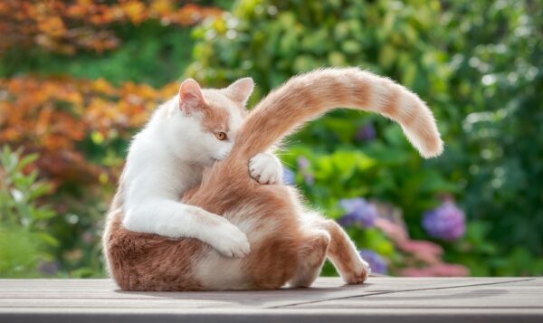 Why Do Cats Chase Their Tails? | Great Pet Care