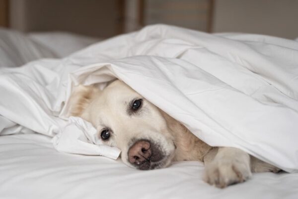 How to Make a Dog Throw Up: Inducing Vomiting in Dogs | Great Pet Care