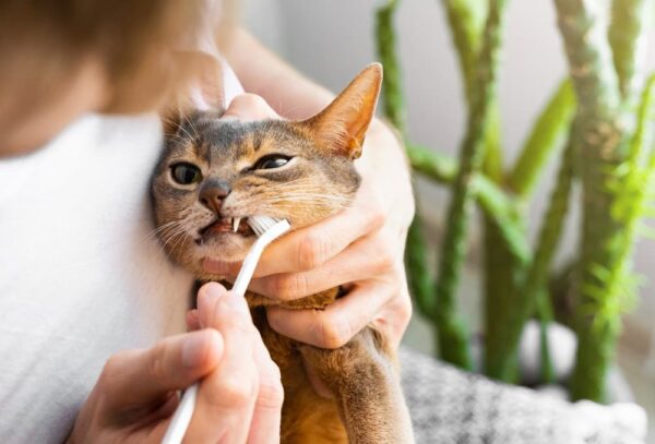 Cat Vomiting: 7 Causes and How to Help | Great Pet Care
