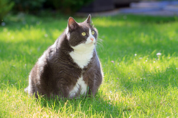 Cat Body Condition Score: How to Measure It | Great Pet Care
