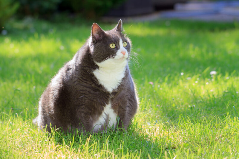Cat Body Condition Score: How to Measure It | Great Pet Care