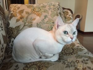 Cat Body Condition Score: How to Measure It | Great Pet Care