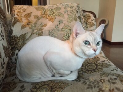 Cat Body Condition Score: How to Measure It | Great Pet Care