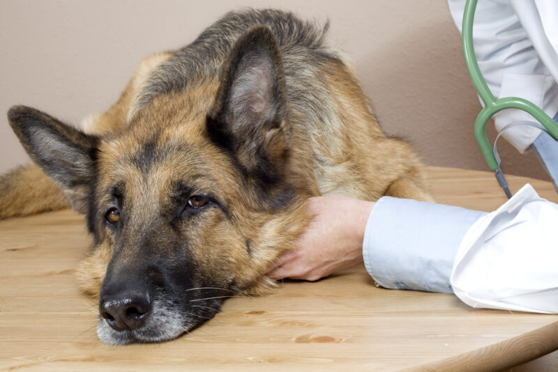 Congestive Heart Failure in Dogs Treatment Plan | Great Pet Care