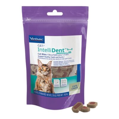 Healthy Cat Gums: What Should They Look Like? | Great Pet Care