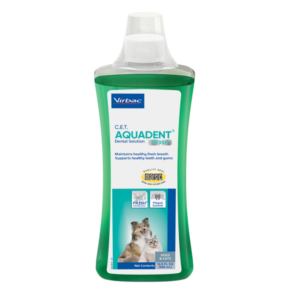 Healthy Cat Gums: What Should They Look Like? | Great Pet Care