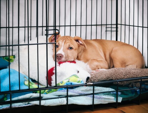Crate Training 101: A Step-by-Step Guide | Great Pet Care