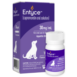 Appetite Stimulants for Dogs: 7 Vet-Recommended Picks | Great Pet Care
