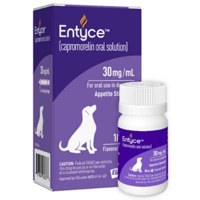 Appetite Stimulants for Dogs: 7 Vet-Recommended Picks | Great Pet Care