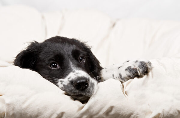 Dog Muscle Spasms: Causes and How to Help | Great Pet Care
